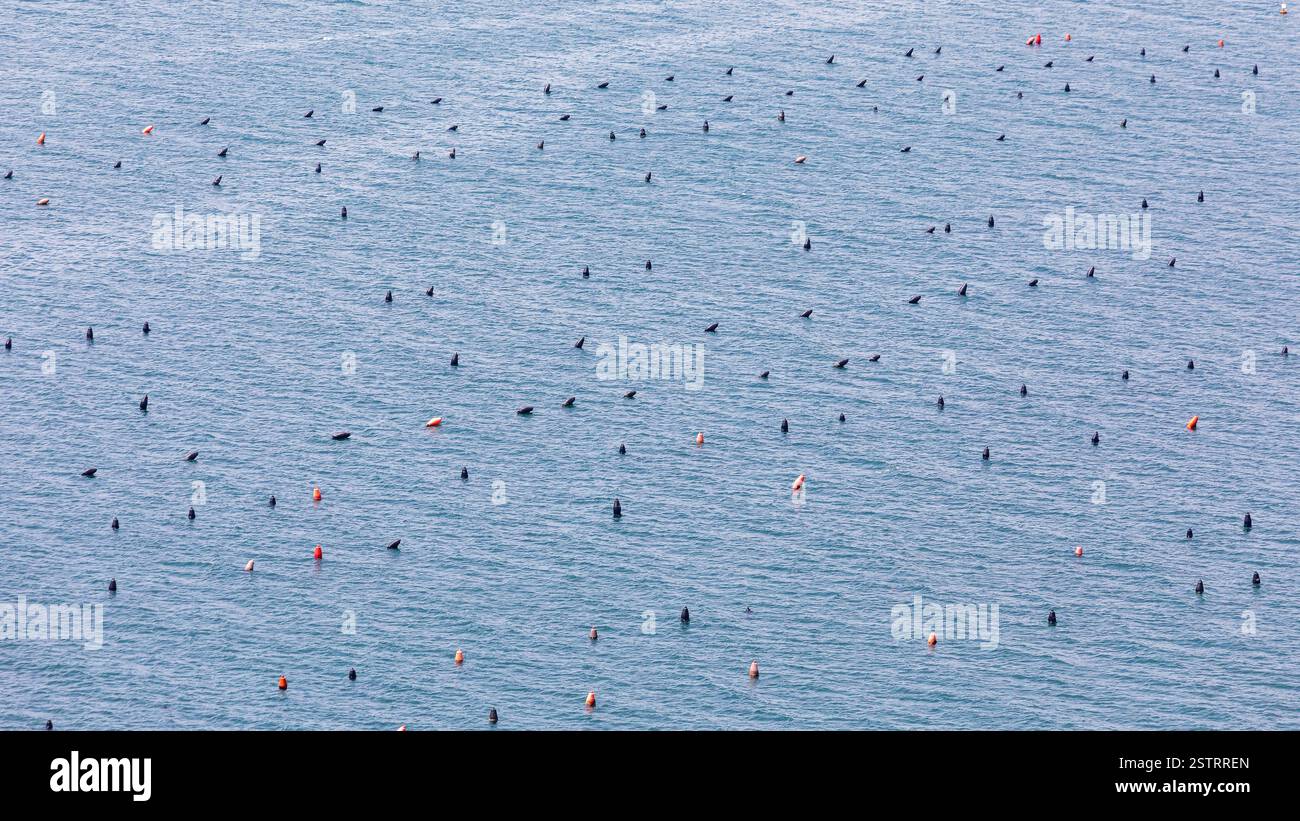 Aqua fish farming hi-res stock photography and images - Alamy
