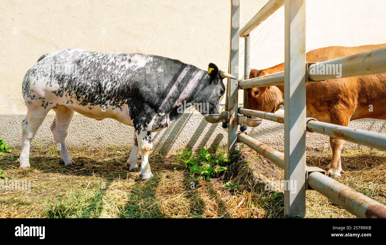 Rustic outdoor farm animals hi-res stock photography and images - Alamy