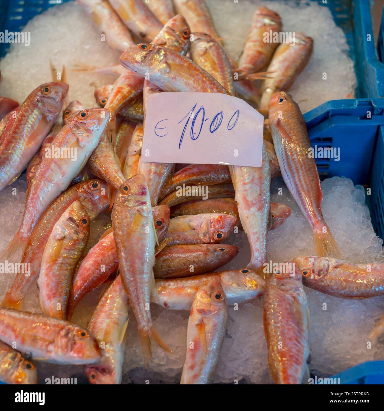 Red mullets at 10 euros per kilo in the traditional fish market of ...