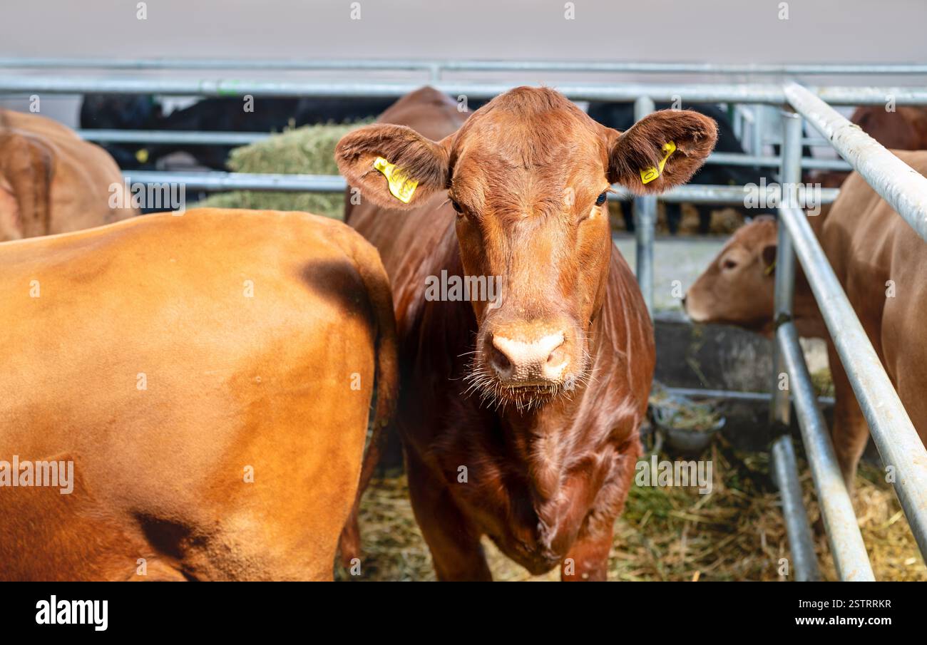 Brown cow standing in shed, looking at camera on farm Stock Photo - Alamy