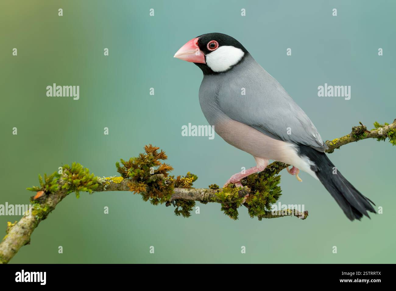 Rijstvogel hi-res stock photography and images - Alamy