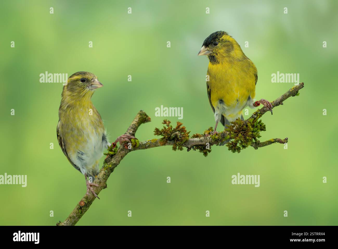 Zwartkinsijs hi-res stock photography and images - Alamy