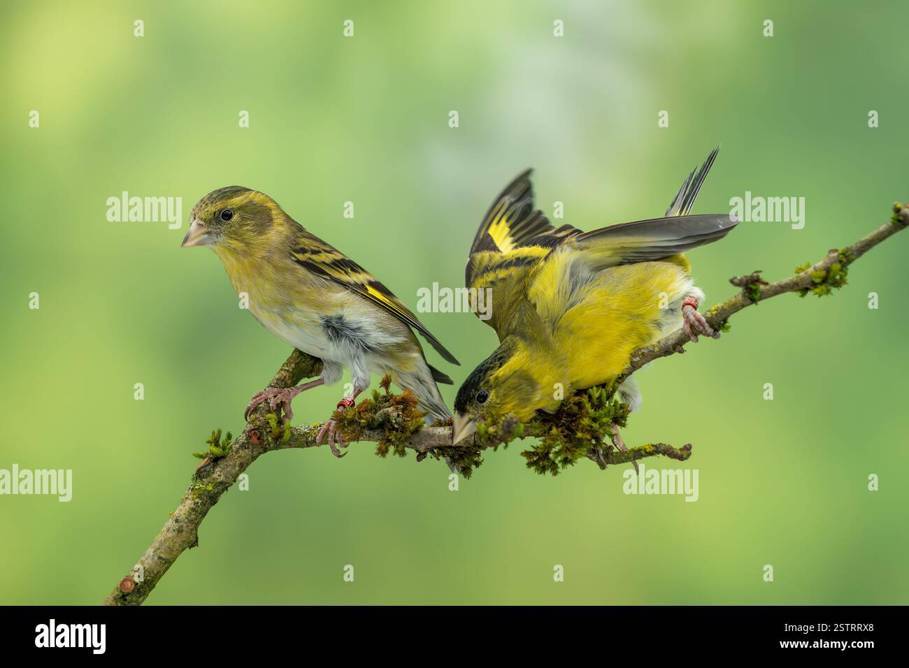 Zwartkinsijs hi-res stock photography and images - Alamy