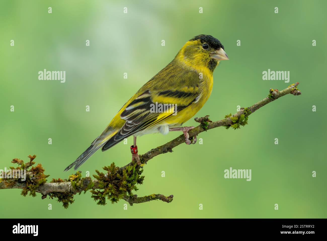 Zwartkinsijs hi-res stock photography and images - Alamy