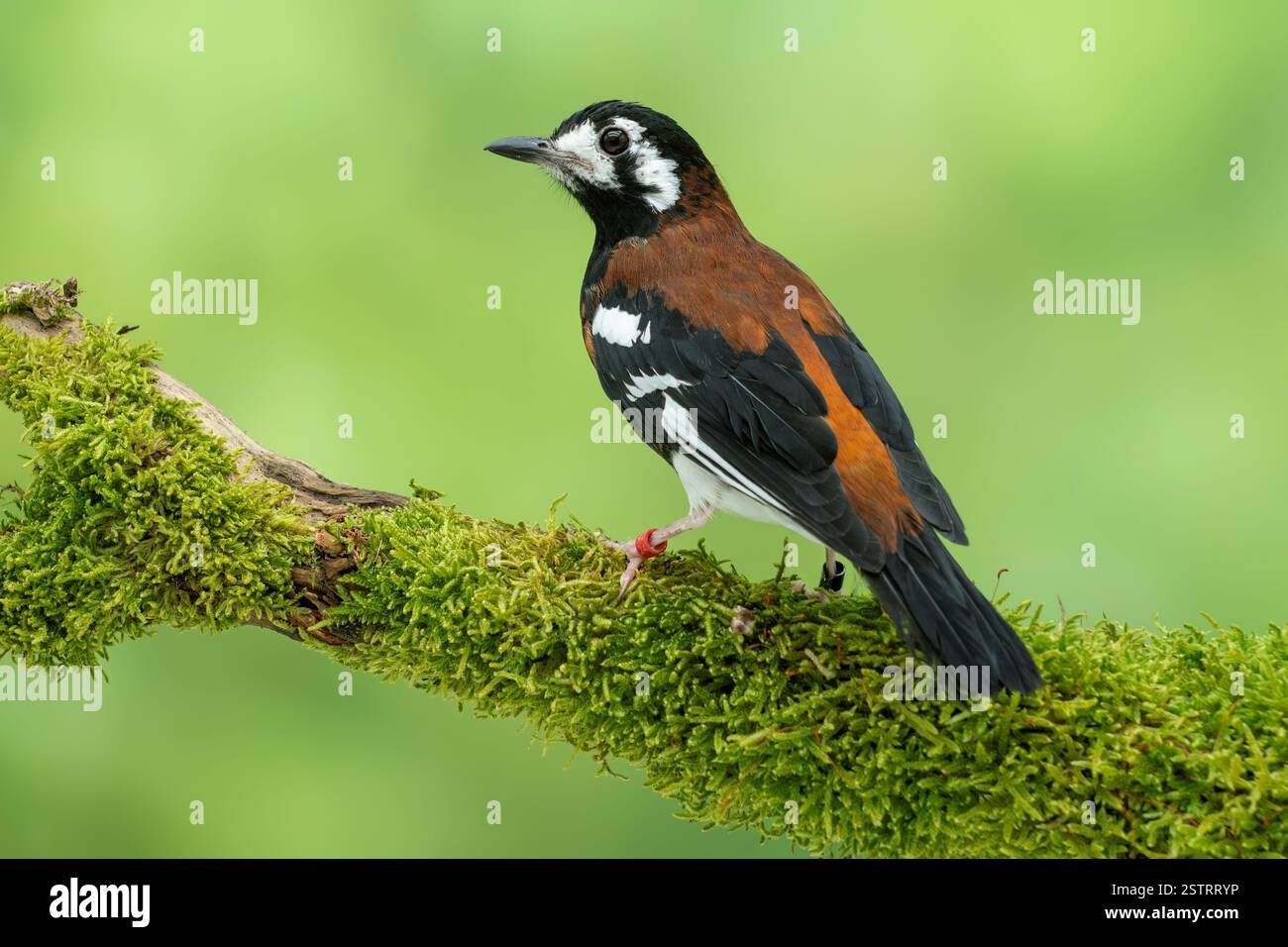 chestnut-backed thrush, Geokichla dohertyi Stock Photo - Alamy