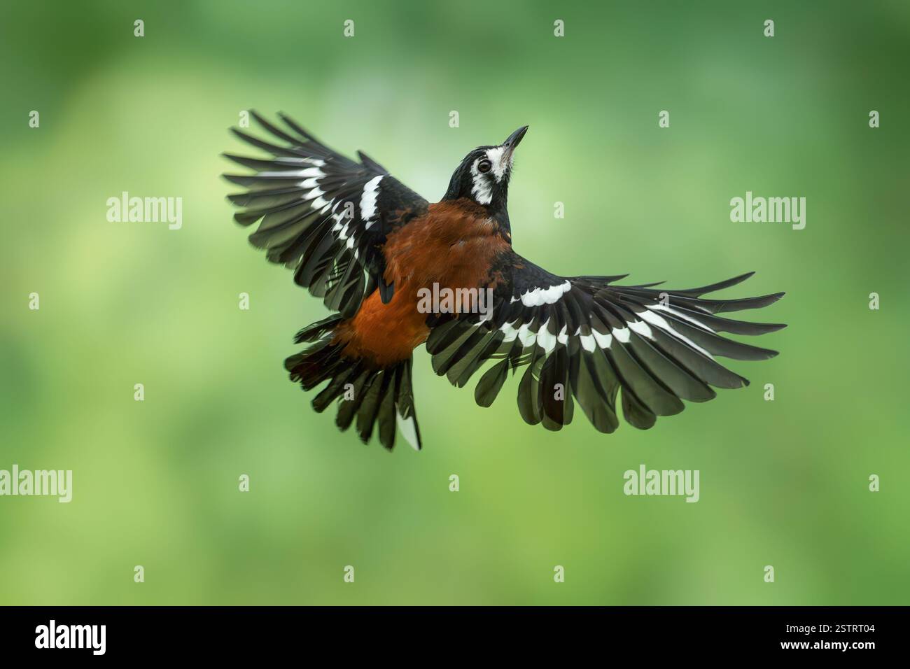 chestnut-backed thrush, Geokichla dohertyi Stock Photo - Alamy