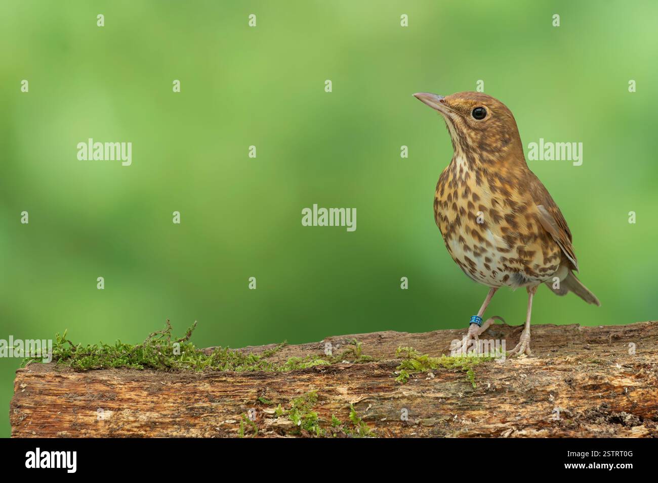 Isabel mutation hi-res stock photography and images - Alamy
