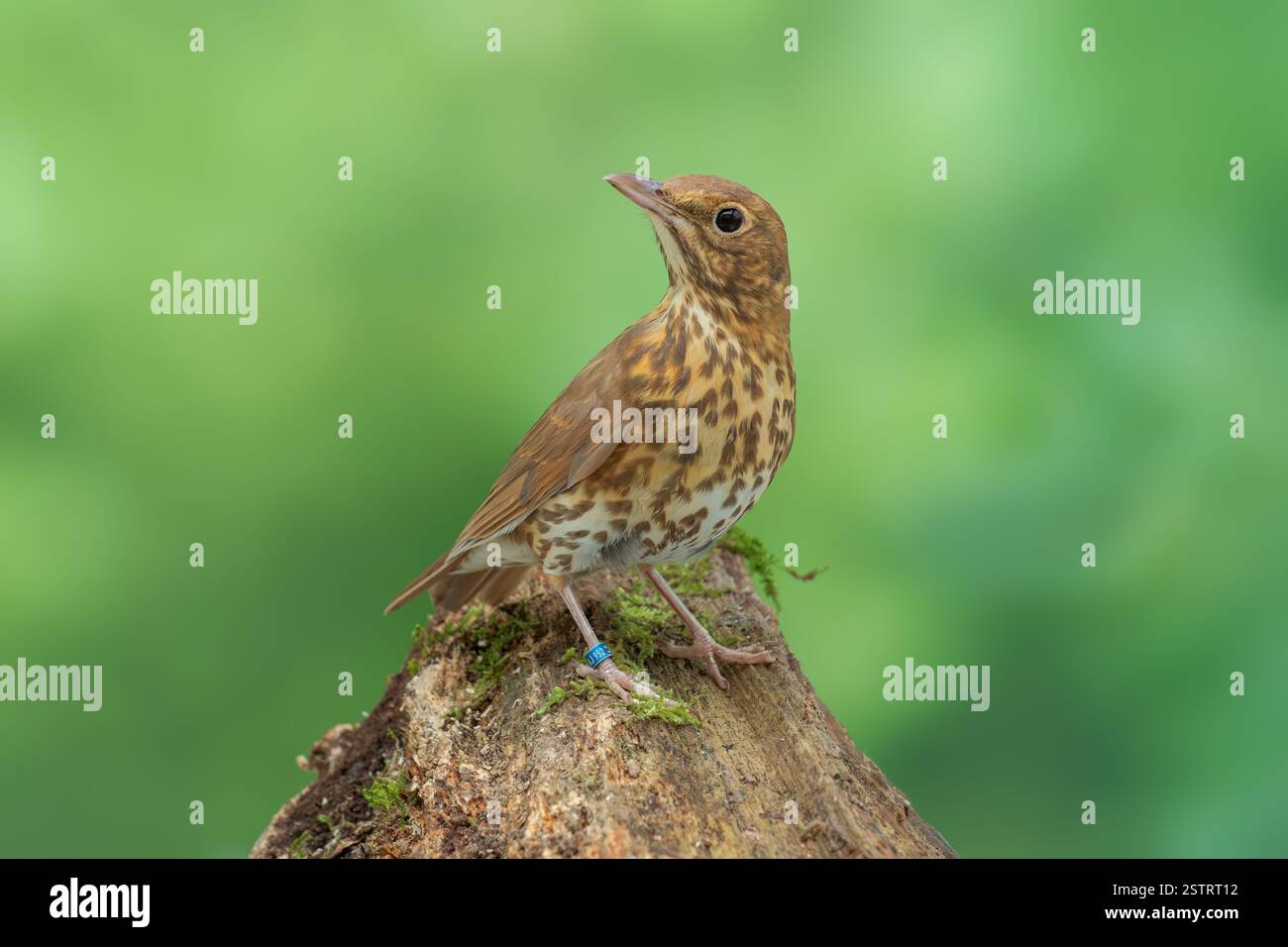 song thrush brown or isabel mutation, Turdus philomelos Stock Photo - Alamy
