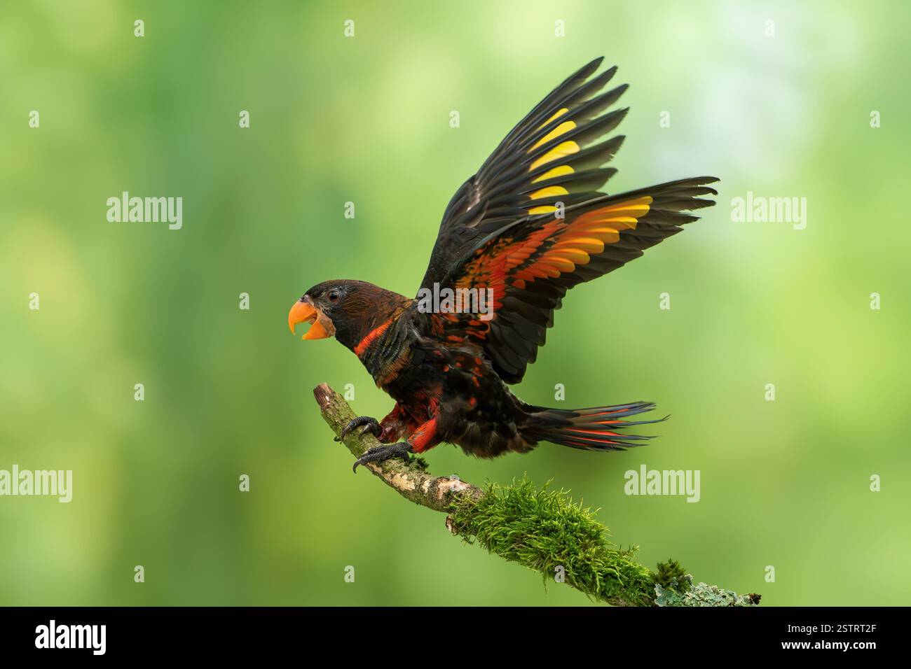 The dusky lory hi-res stock photography and images - Alamy