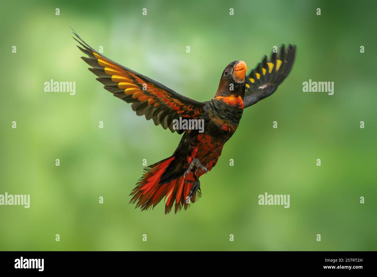 Dusky lory hi-res stock photography and images - Alamy