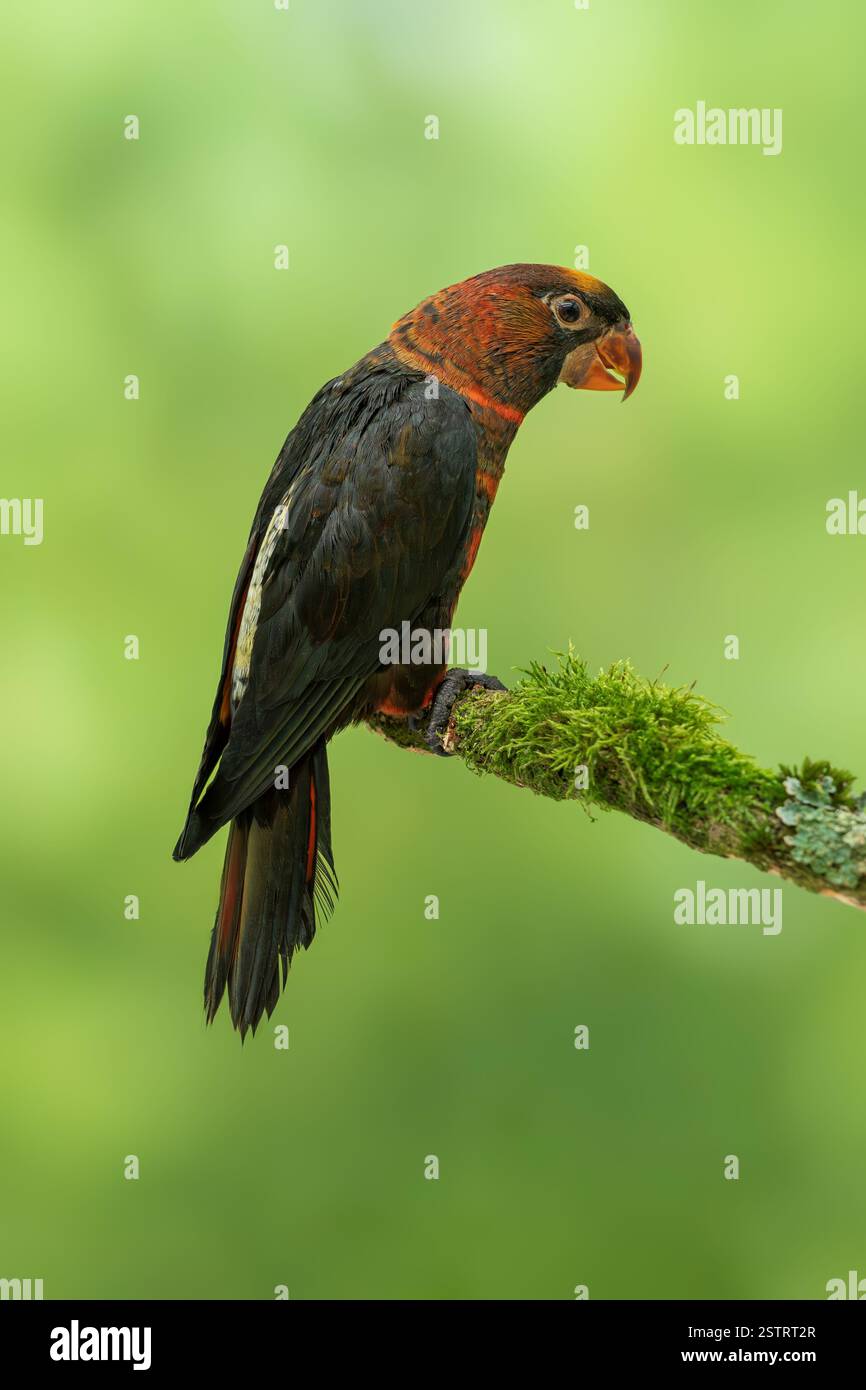 The dusky lory hi-res stock photography and images - Alamy