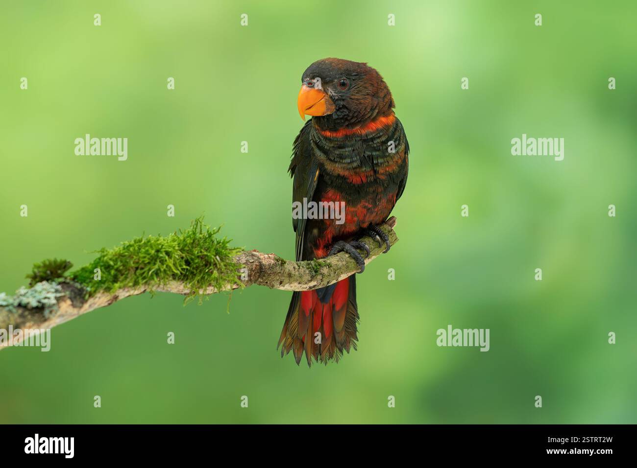 Pseudeos hi-res stock photography and images - Alamy