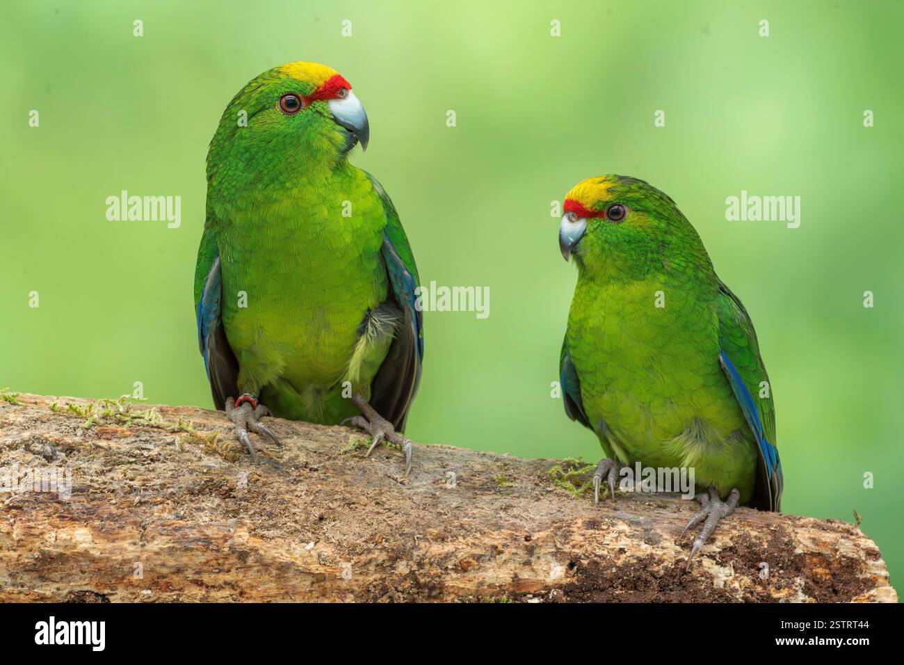 yellow-crowned parakeet or yellow-fronted parakeet, Cyanoramphus ...