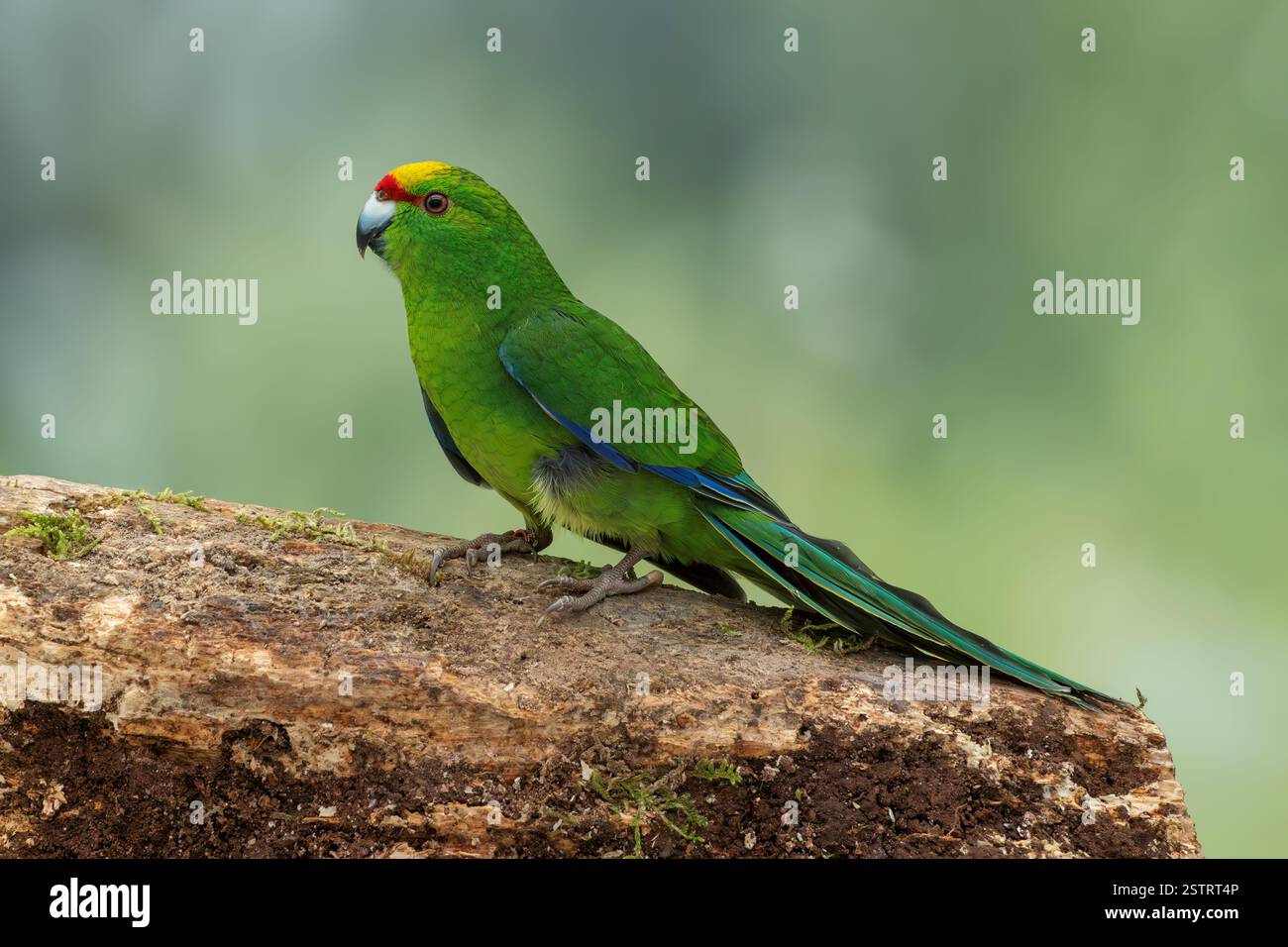yellow-crowned parakeet or yellow-fronted parakeet, Cyanoramphus ...