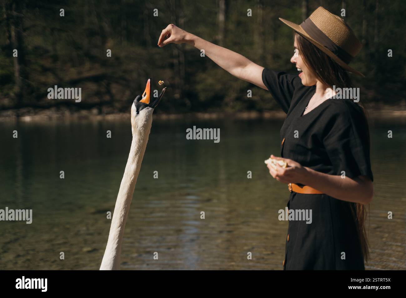 Girl feeds a large white swan on the shore. Swan craned his neck and ...