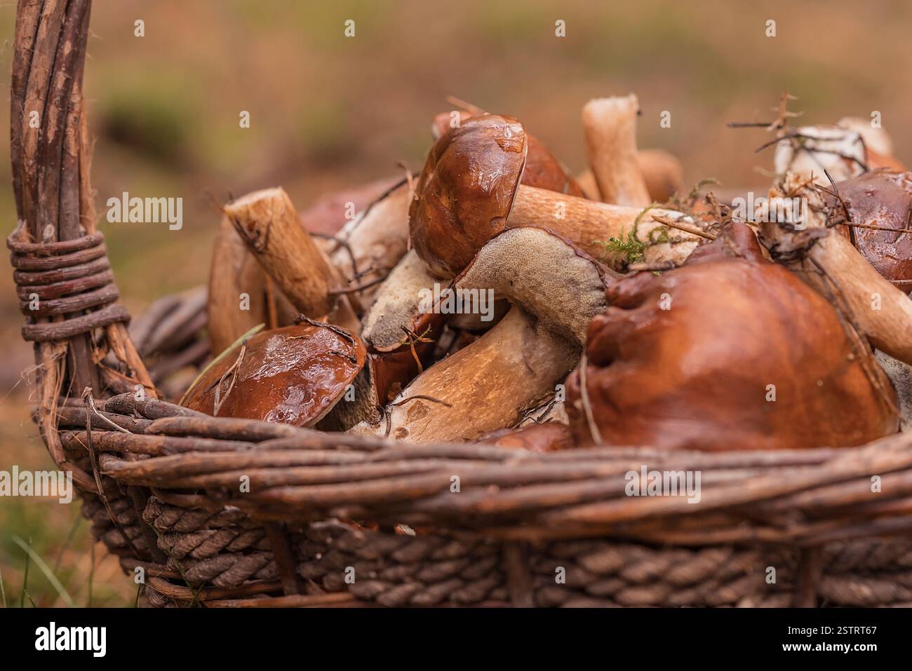 Full basket edible mushrooms hi-res stock photography and images - Alamy