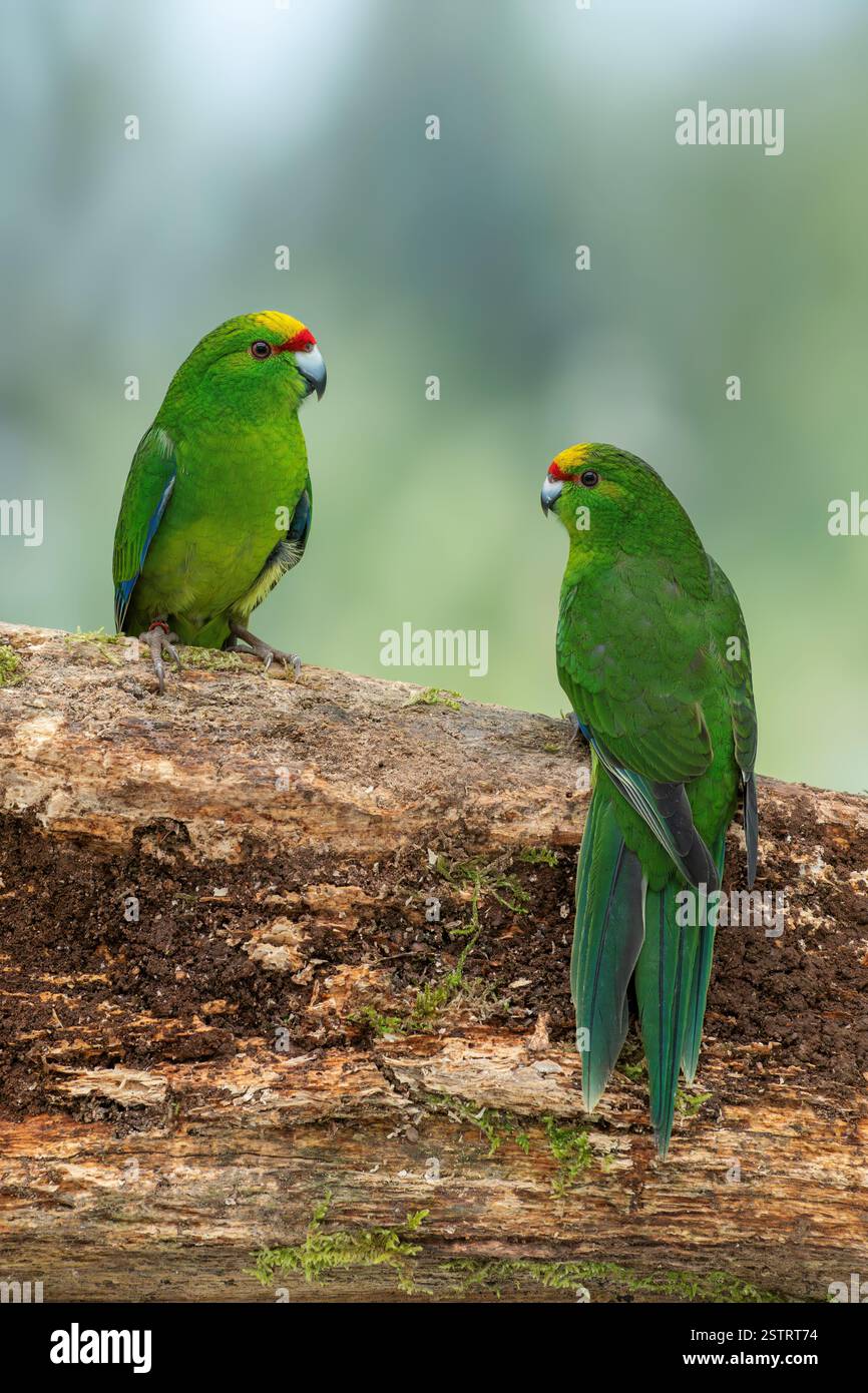 Geelvoorhoofd kakariki hi-res stock photography and images - Alamy