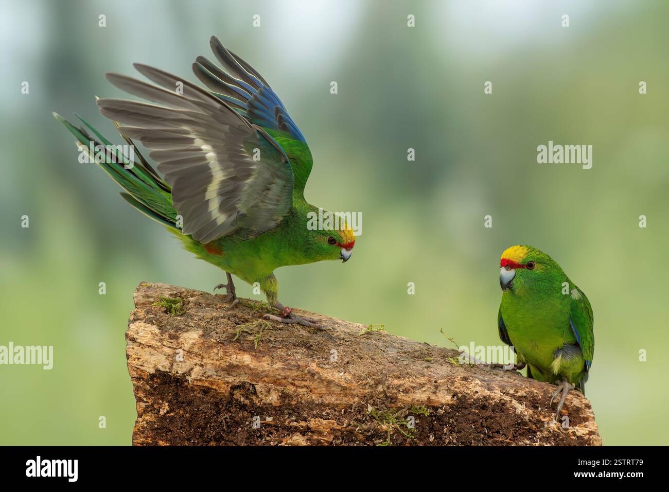 yellow-crowned parakeet or yellow-fronted parakeet, Cyanoramphus ...