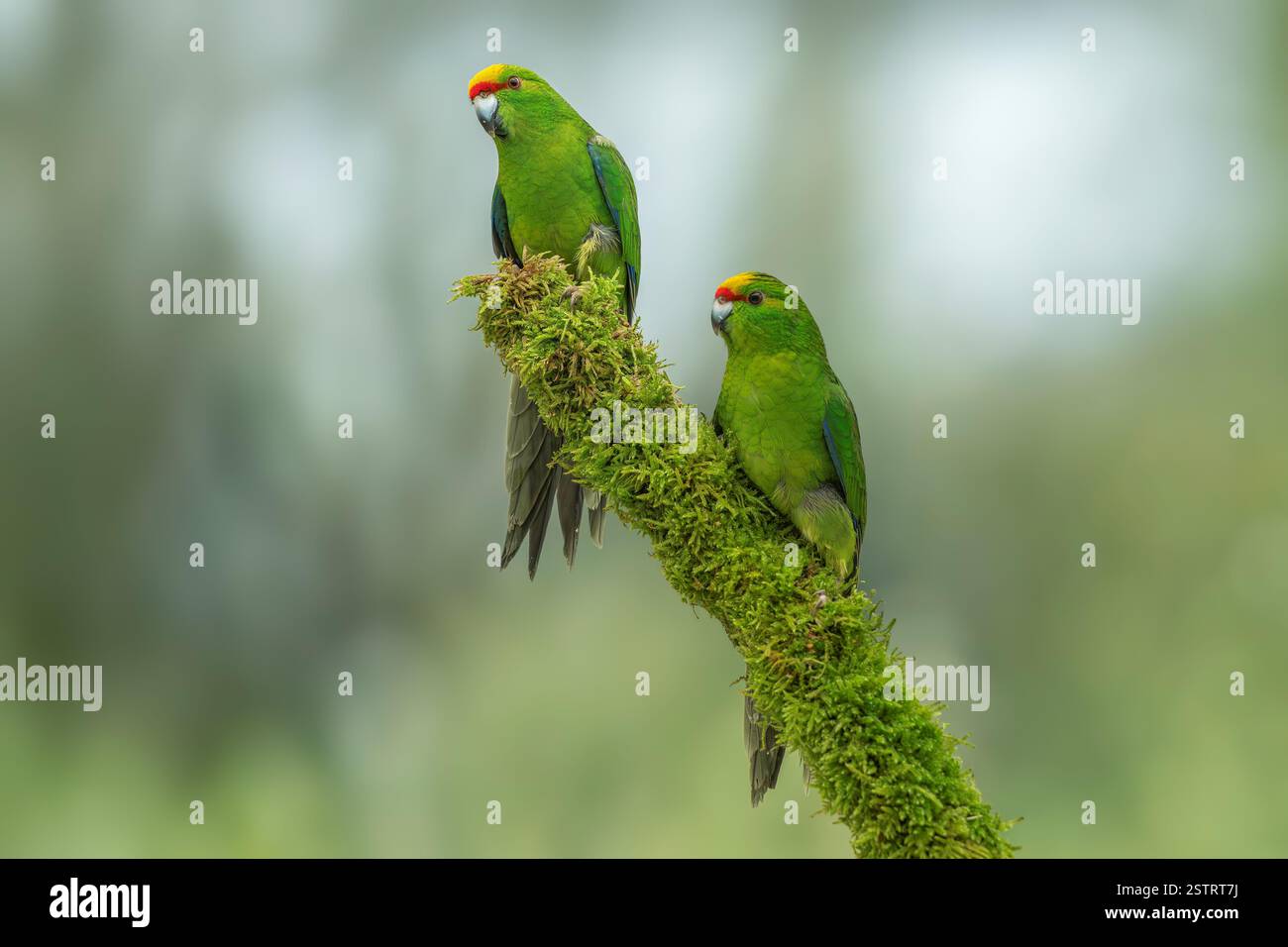 yellow-crowned parakeet or yellow-fronted parakeet, Cyanoramphus ...