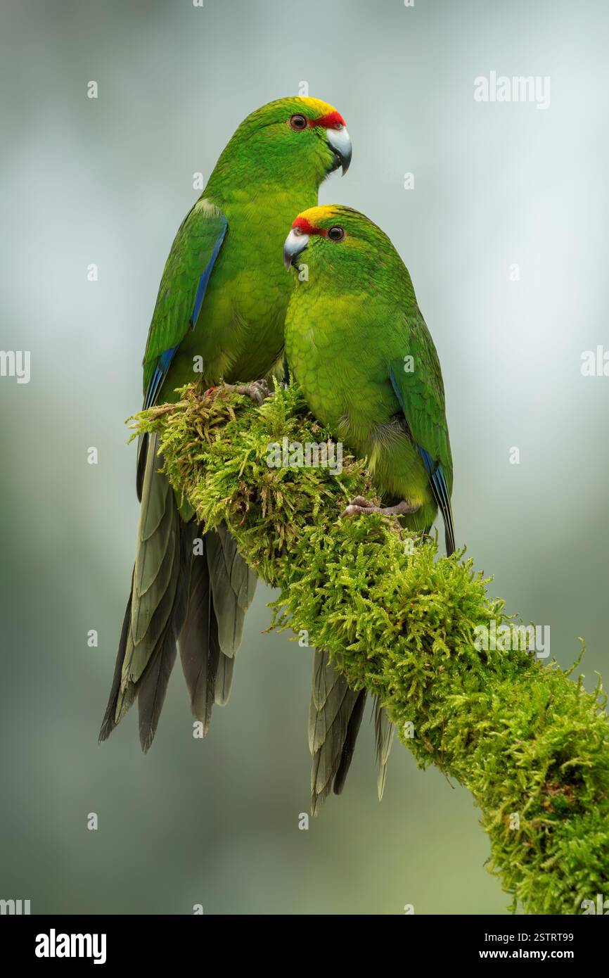 yellow-crowned parakeet or yellow-fronted parakeet, Cyanoramphus ...