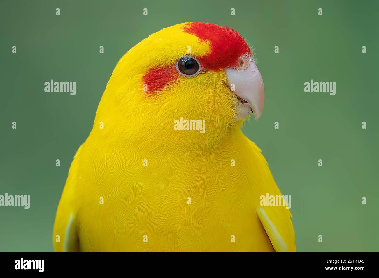 red-crowned parakeet or red-fronted parakeet,,yellow mutation ...