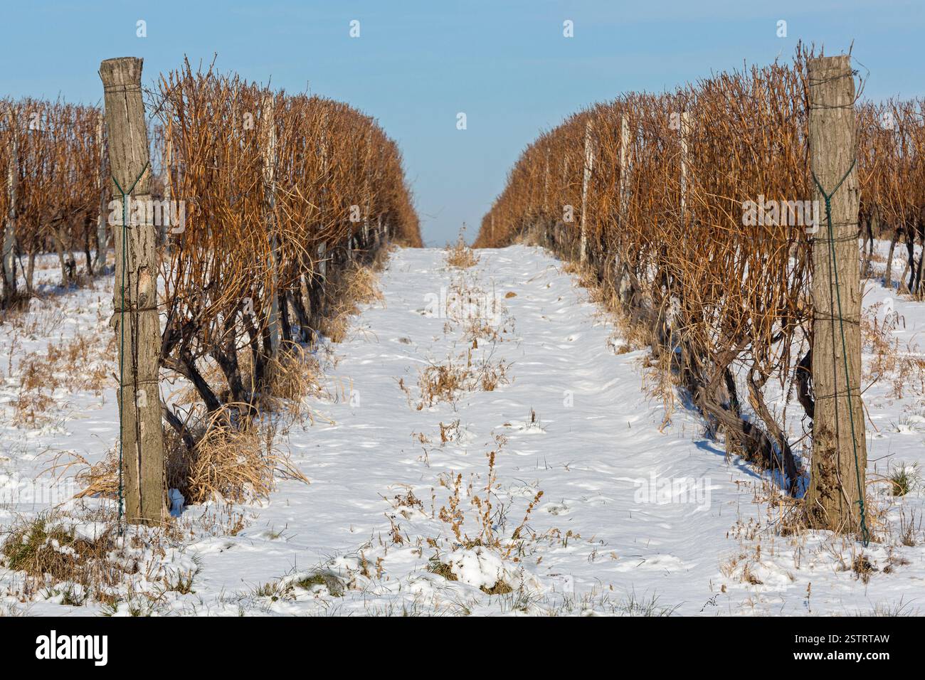 Vineyard covered snow in hi-res stock photography and images - Alamy