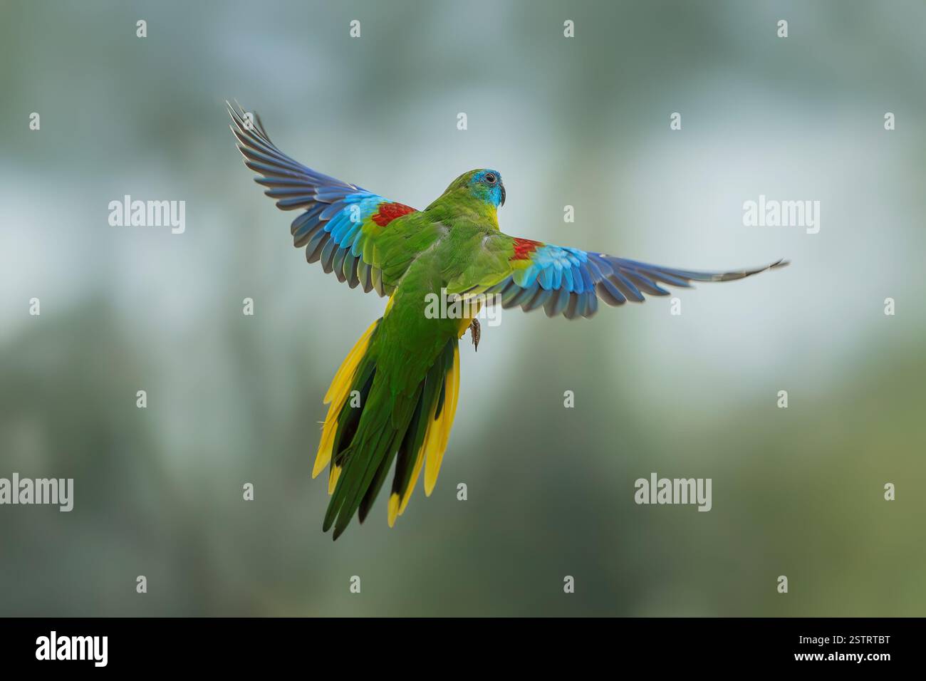 Turkoosparkiet hi-res stock photography and images - Alamy