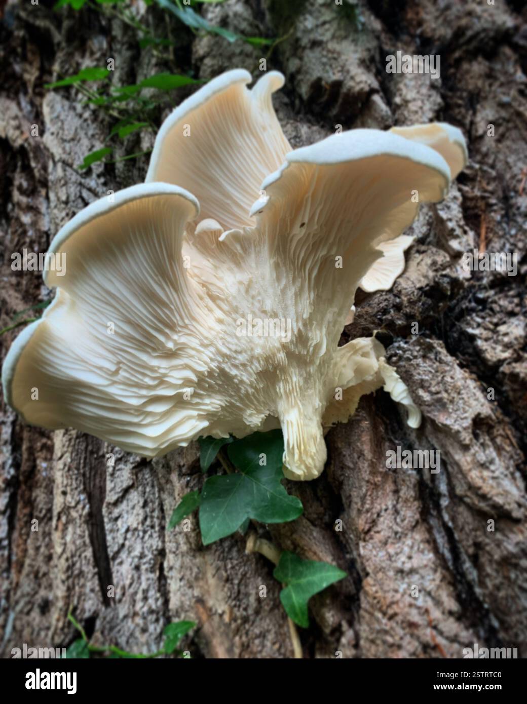 Mushroom shot hi-res stock photography and images - Alamy