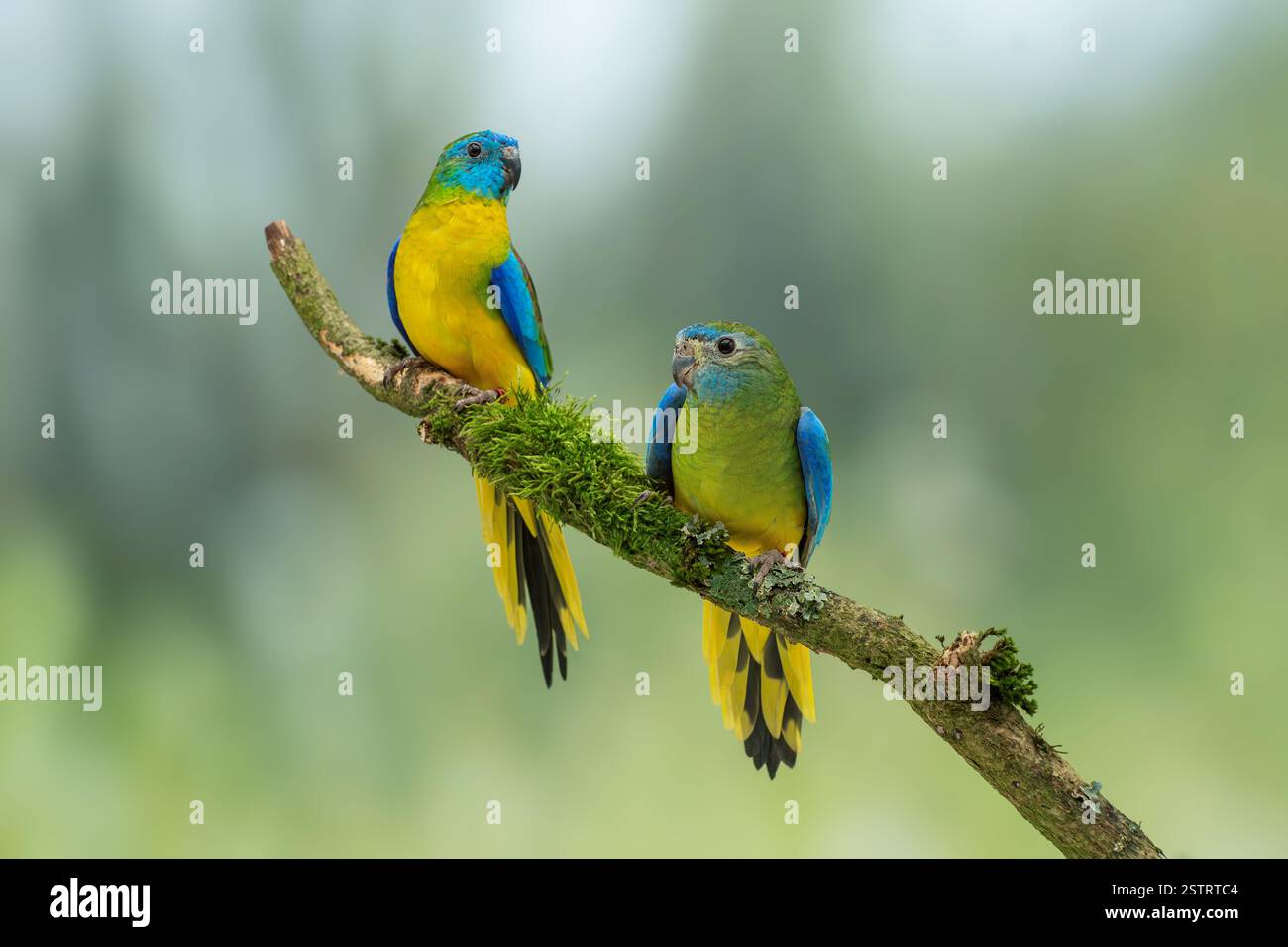 Turquoise parrot hi-res stock photography and images - Alamy