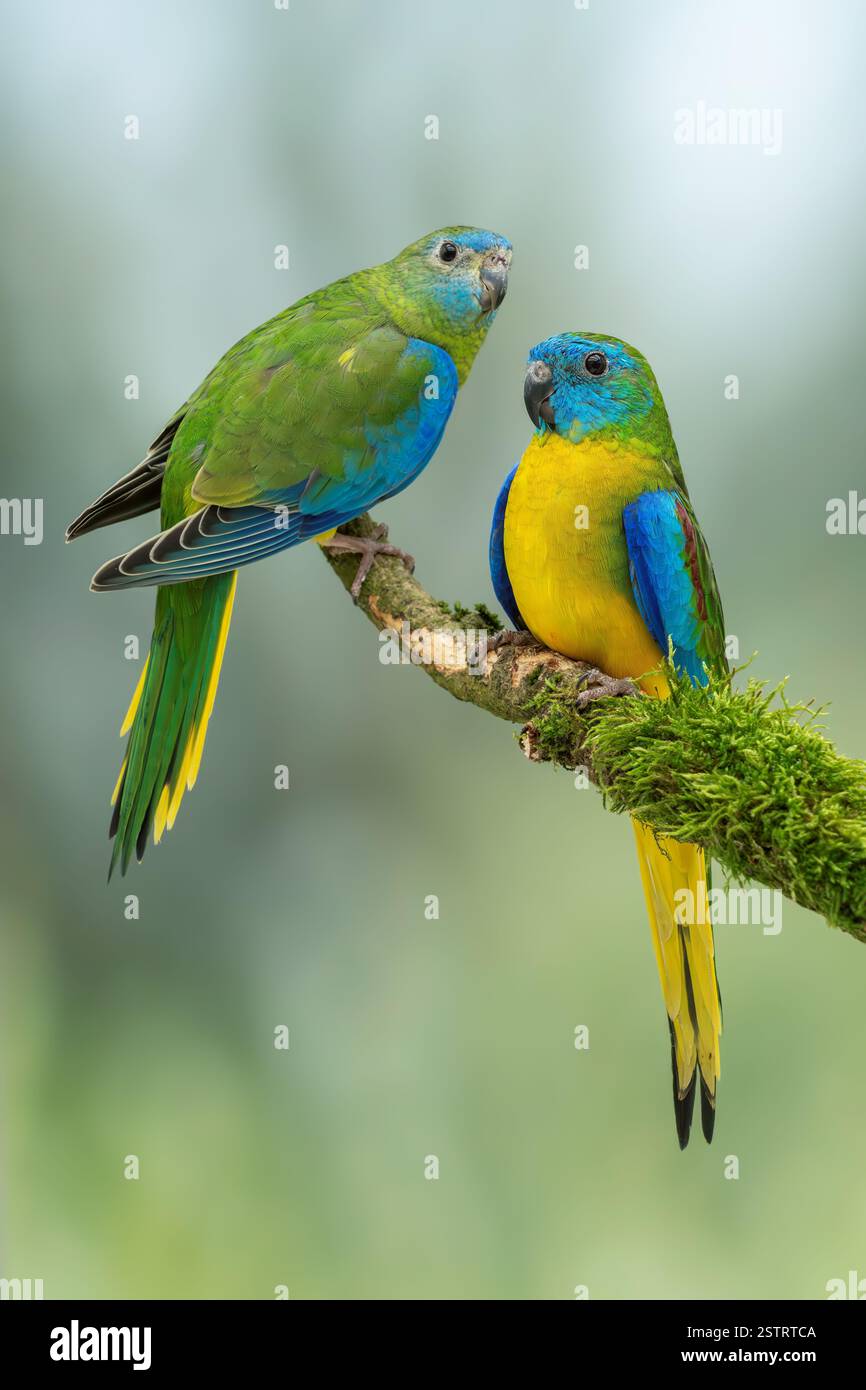 Turquoise parrot hi-res stock photography and images - Alamy