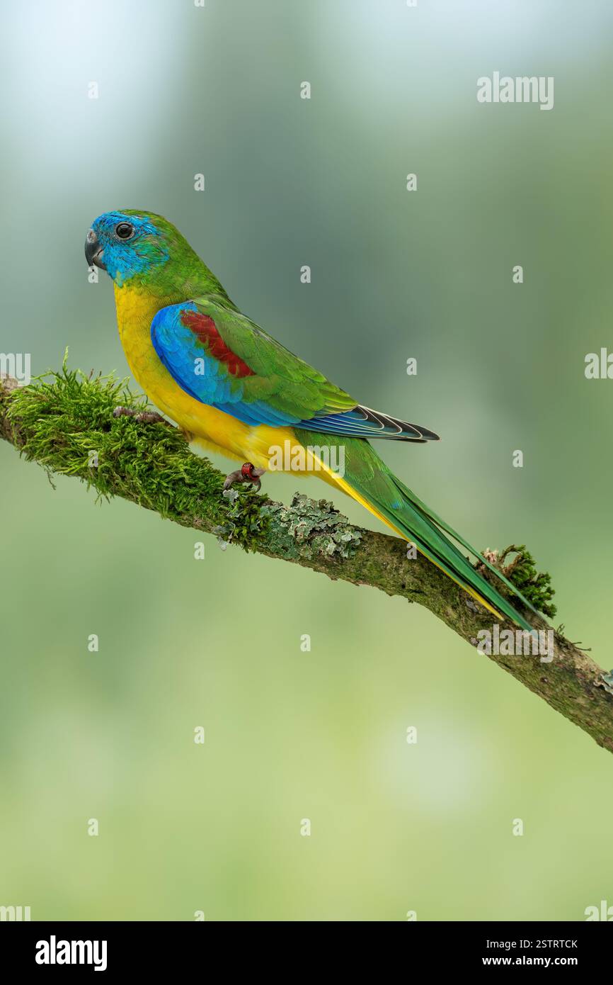 Turquoise parrot hi-res stock photography and images - Alamy