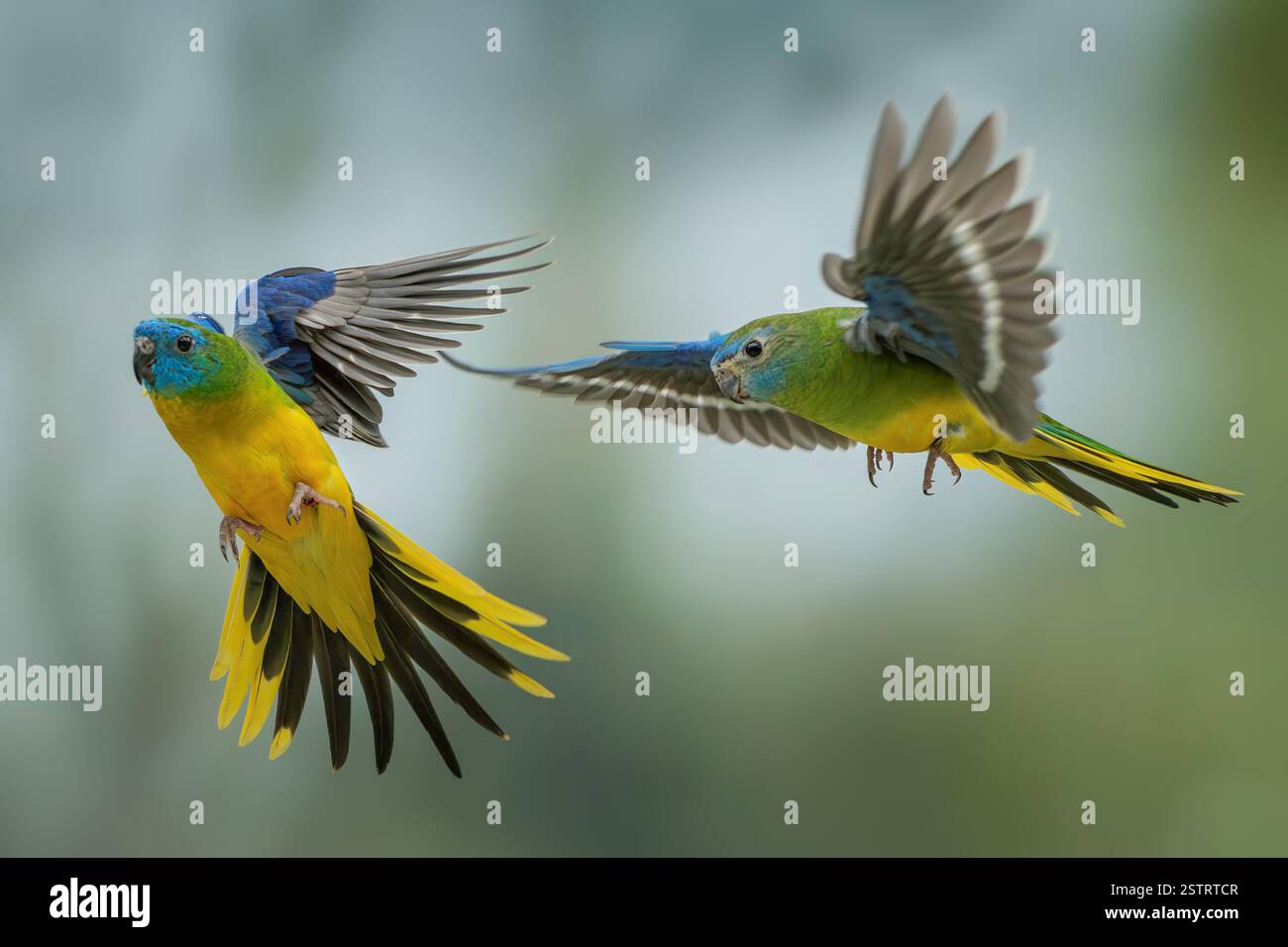 turquoise parrot, Neophema pulchella Stock Photo - Alamy