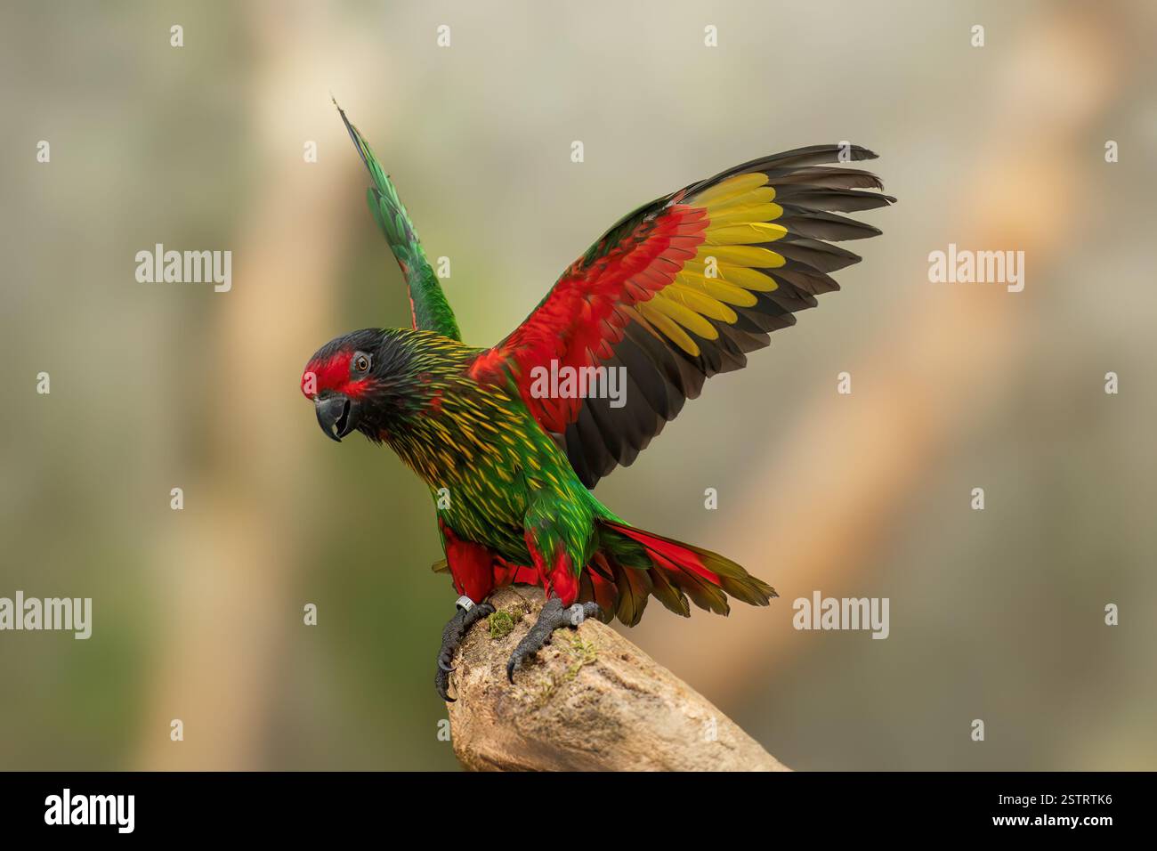 Yellowish streaked lory hi-res stock photography and images - Alamy