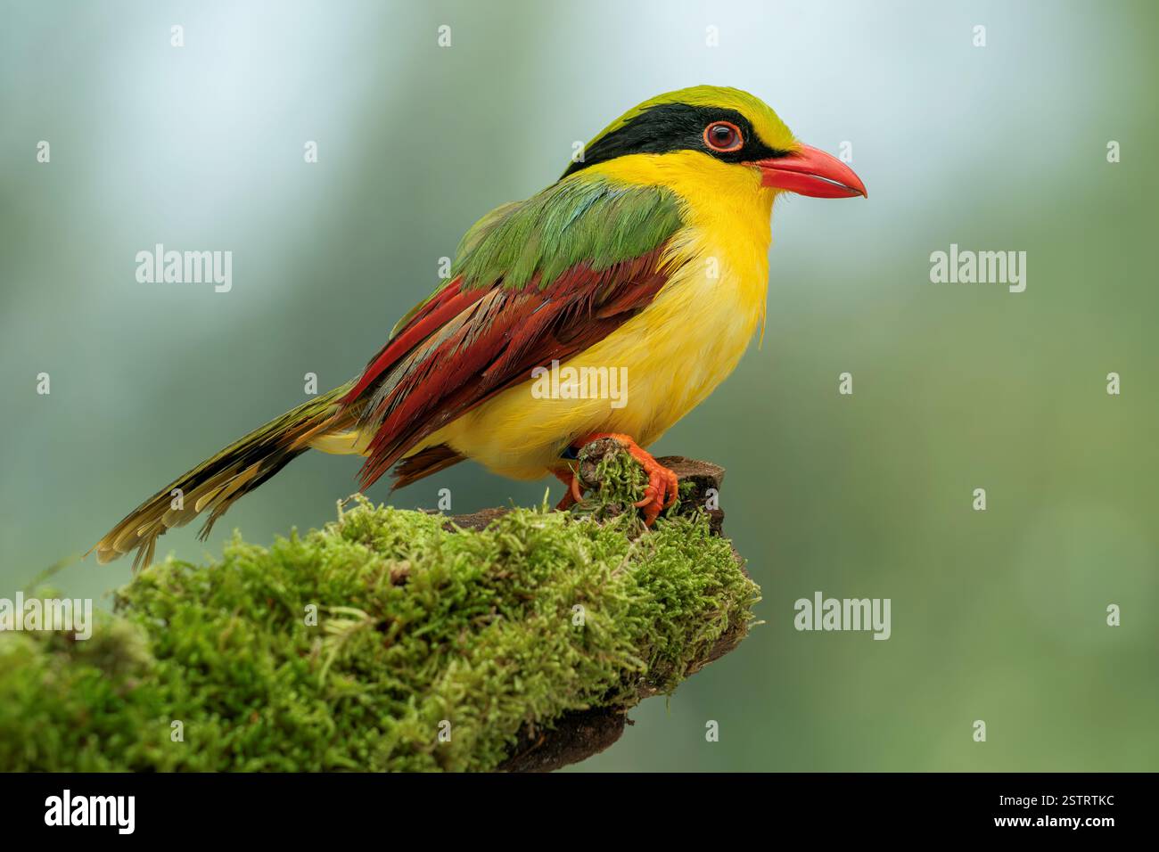 Green magpie hi-res stock photography and images - Alamy
