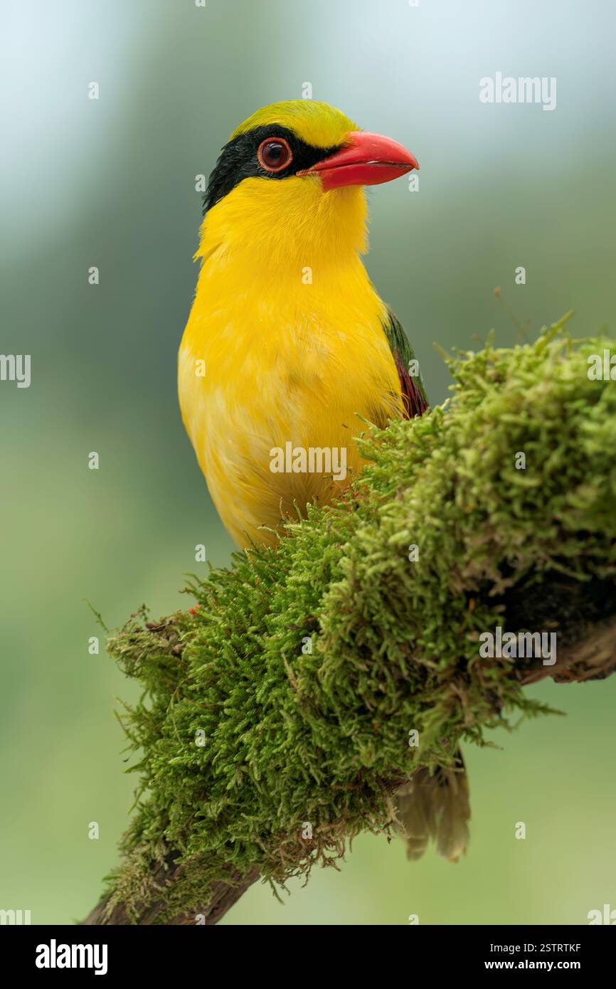 Green magpie hi-res stock photography and images - Alamy