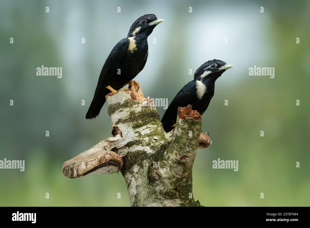 Sulawesi myna, Basilornis celebensis Stock Photo - Alamy