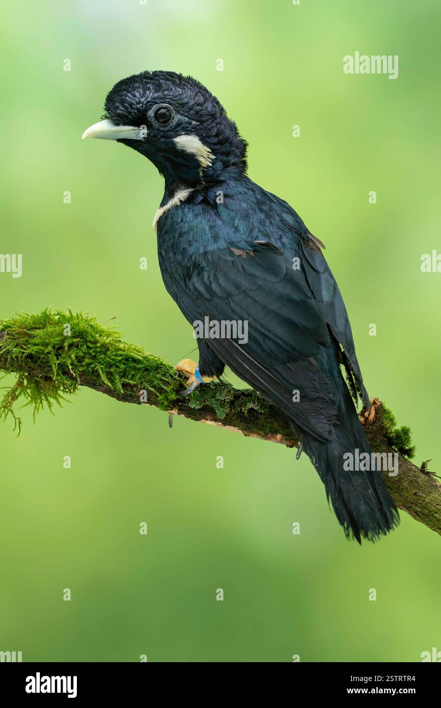 Basilornis celebensis hi-res stock photography and images - Alamy