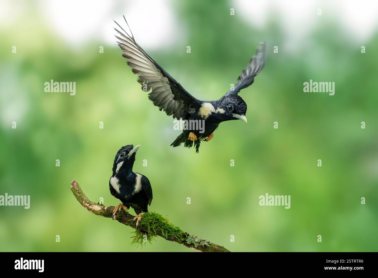 Sulawesi myna, Basilornis celebensis Stock Photo - Alamy