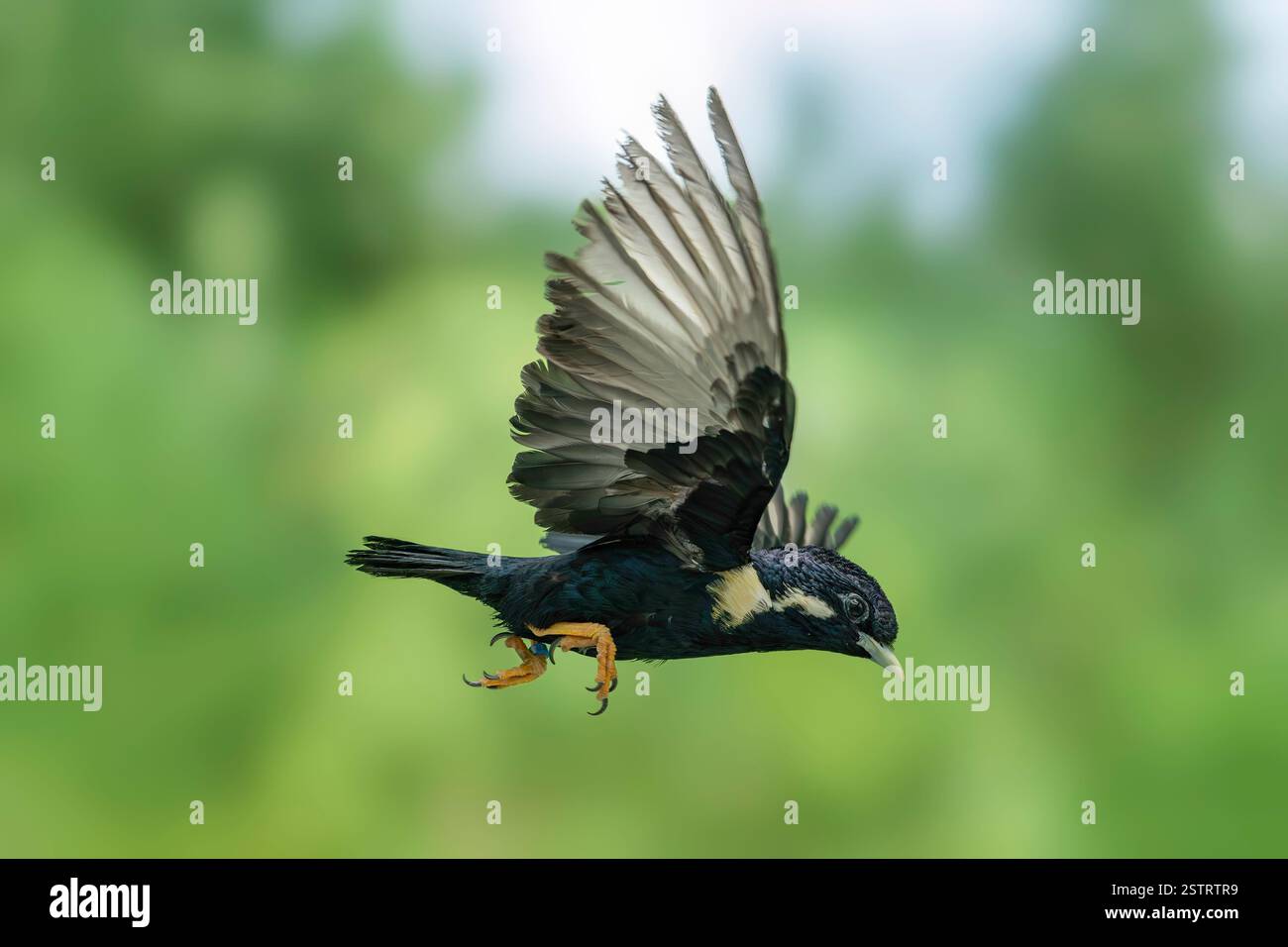 Sulawesi myna, Basilornis celebensis Stock Photo - Alamy