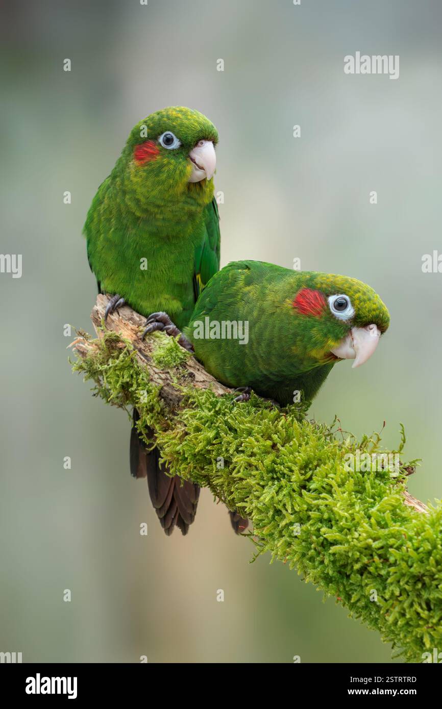 Hoffmanns conure hi-res stock photography and images - Alamy