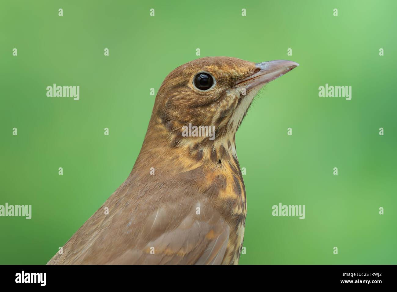 Isabel mutation hi-res stock photography and images - Alamy