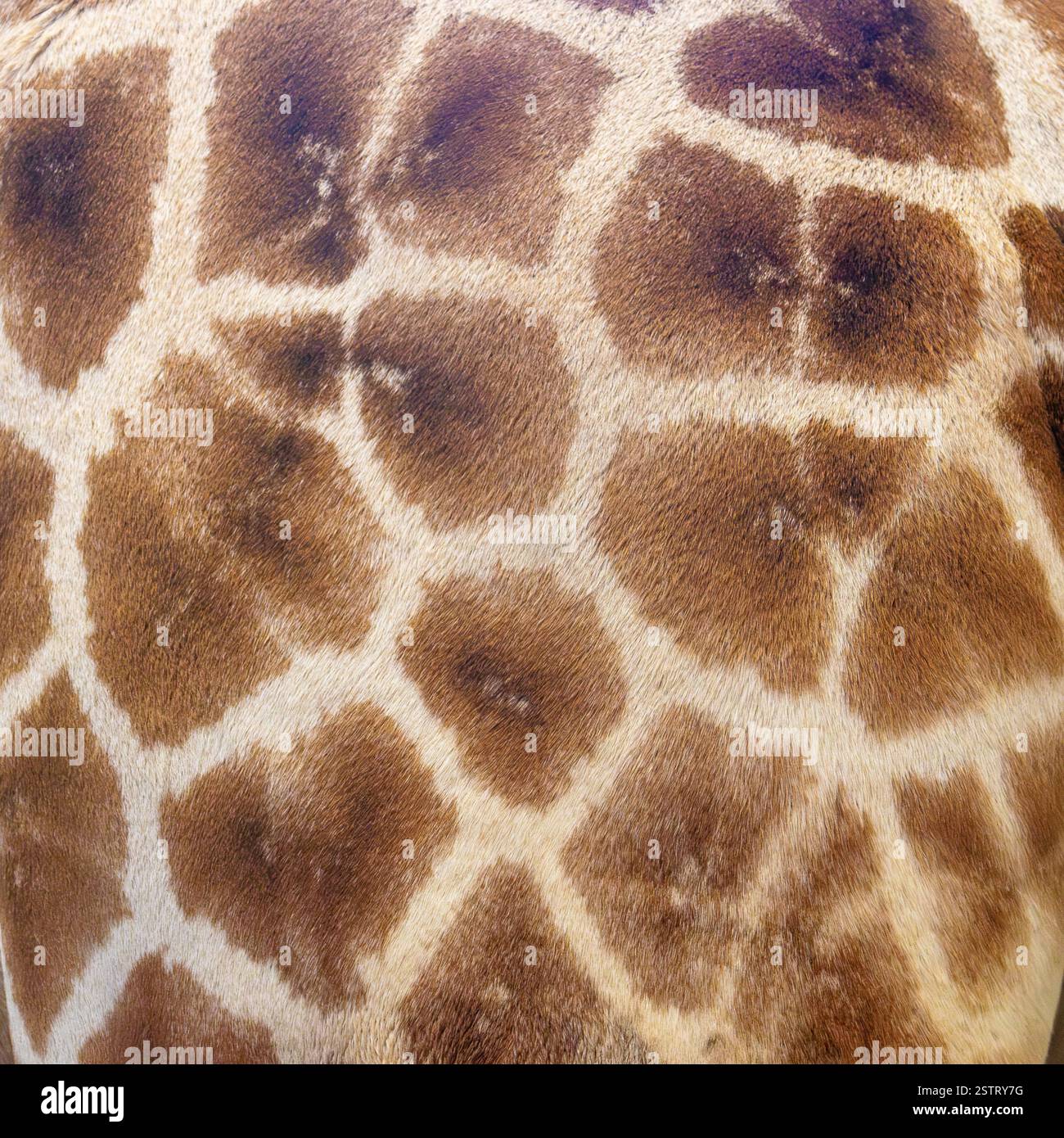 Detailed close-up of a giraffe’s unique fur pattern with brown patches ...