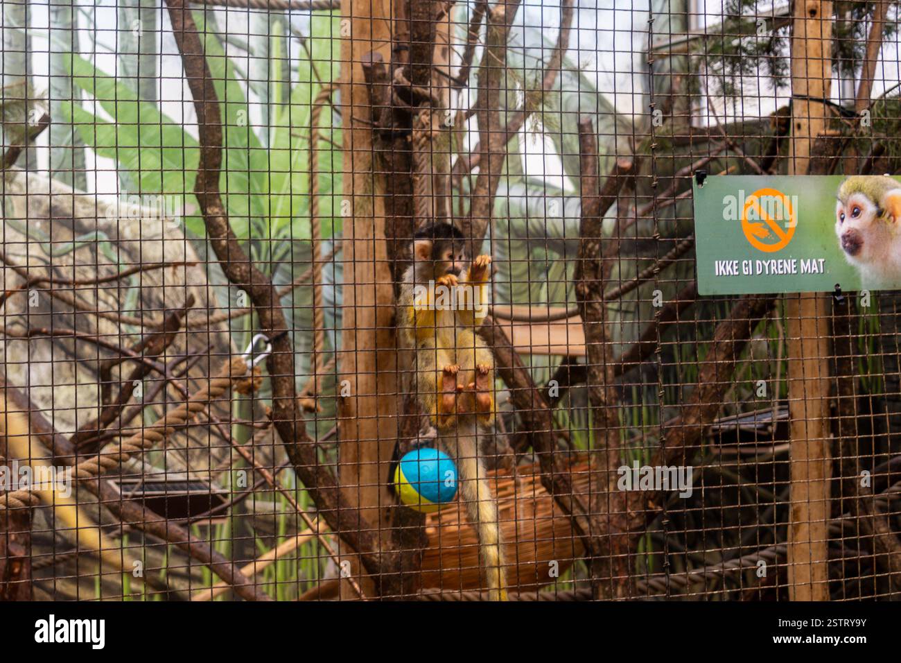 A squirrel monkey (Saimiri sciureus) clings to the enclosure fence ...