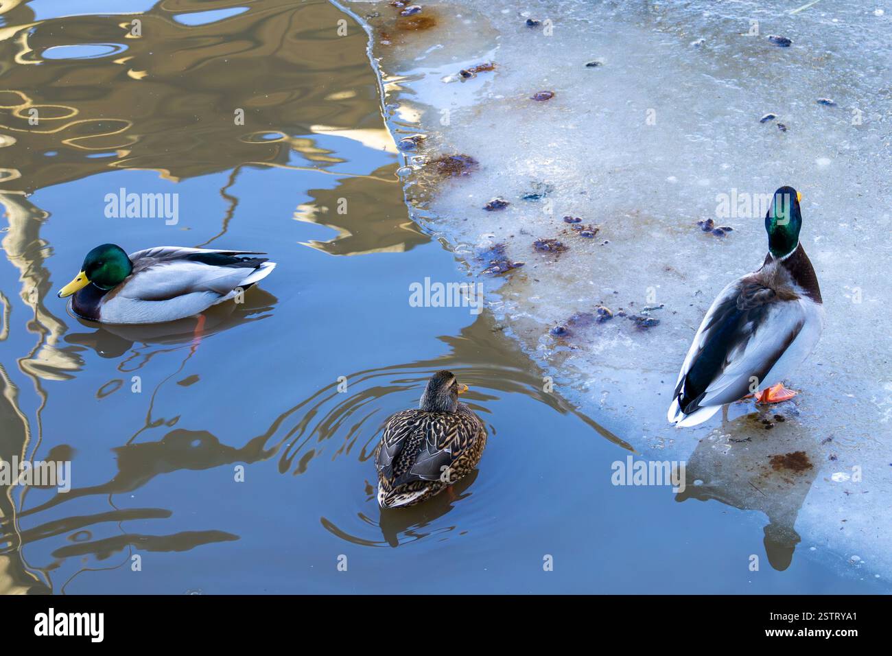 A pair of mallards ducks (Anas platyrhynchos) swim near the edge of ...
