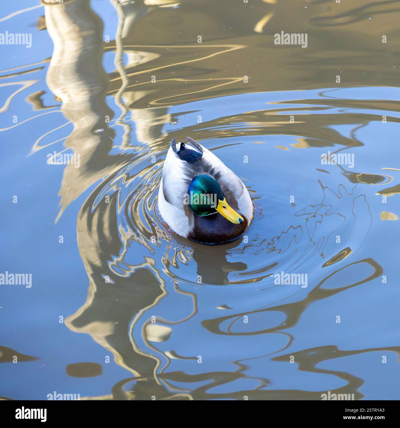 A male mallard duck (Anas platyrhynchos) drifts calmly on a reflective ...