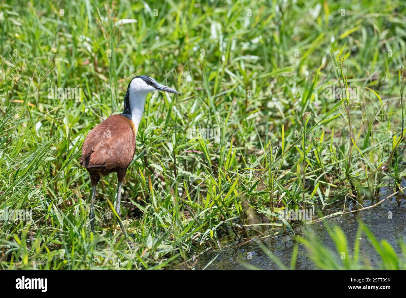 Lily trotter hi-res stock photography and images - Alamy