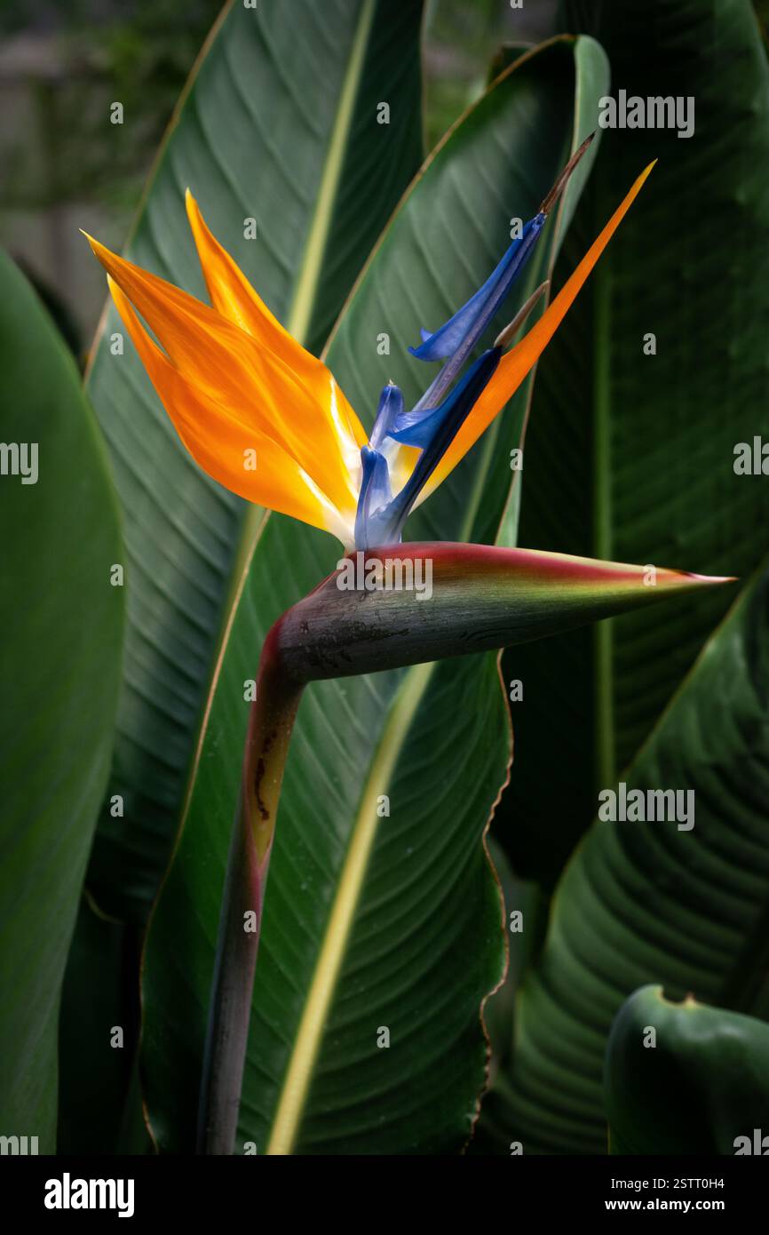 Bird of paradise/Crane Flower (Strelitzia reginae) Flor del paraiso ...