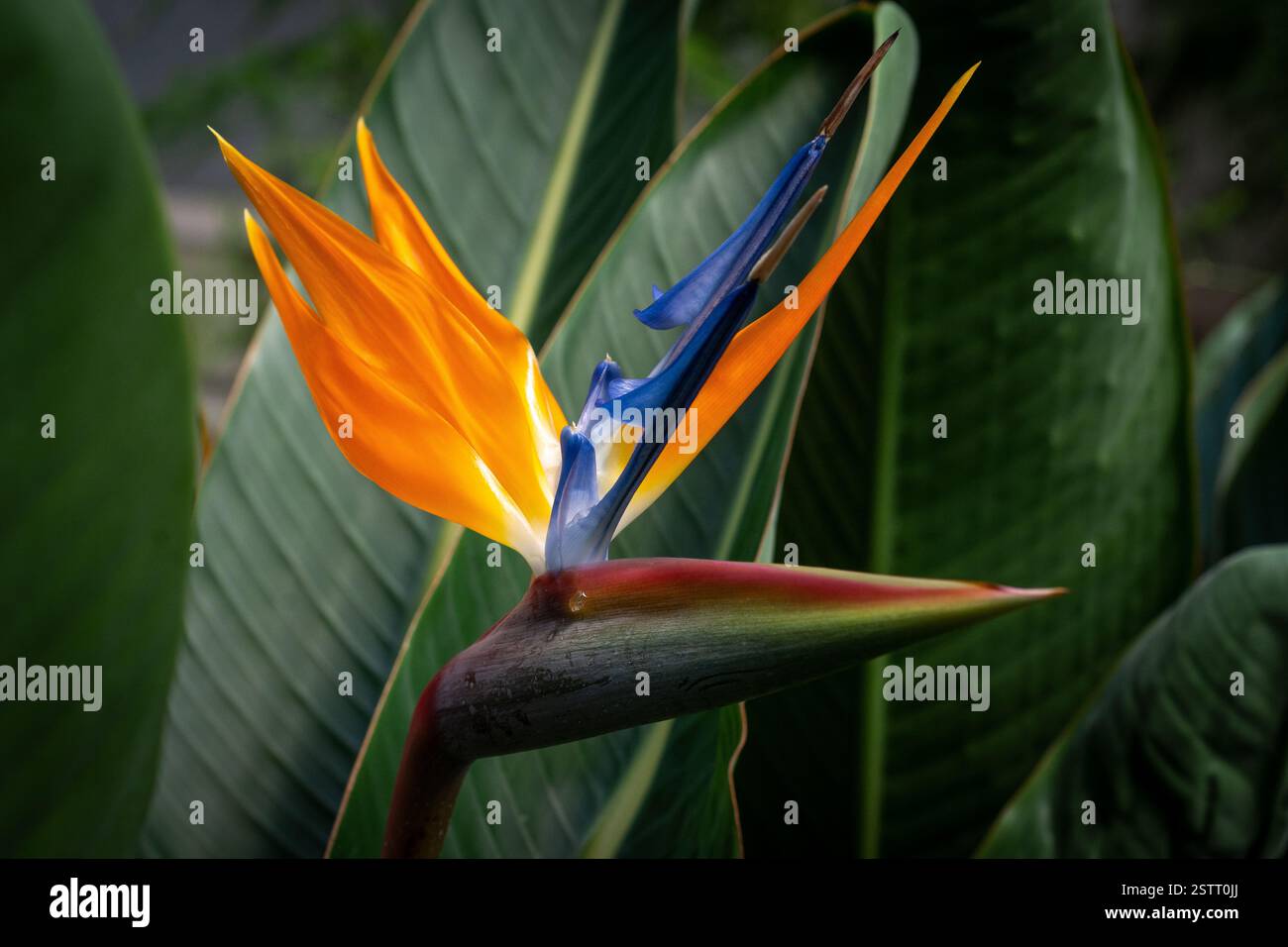 Bird of paradise/Crane Flower (Strelitzia reginae) Flor del paraiso ...