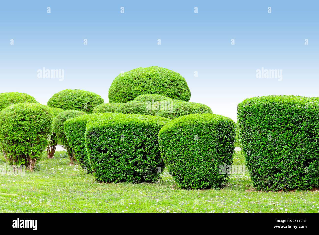 Low woody bushes hi-res stock photography and images - Alamy