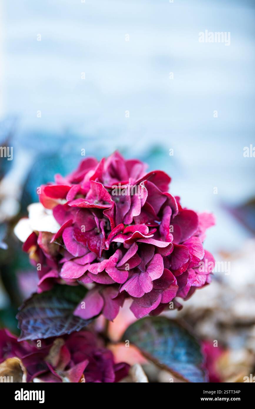 Magenta hydrangea flower in garden Stock Photo - Alamy